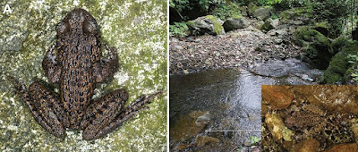 Species New to Science: [Herpetology • 2020] Oreolalax longmenmontis ...