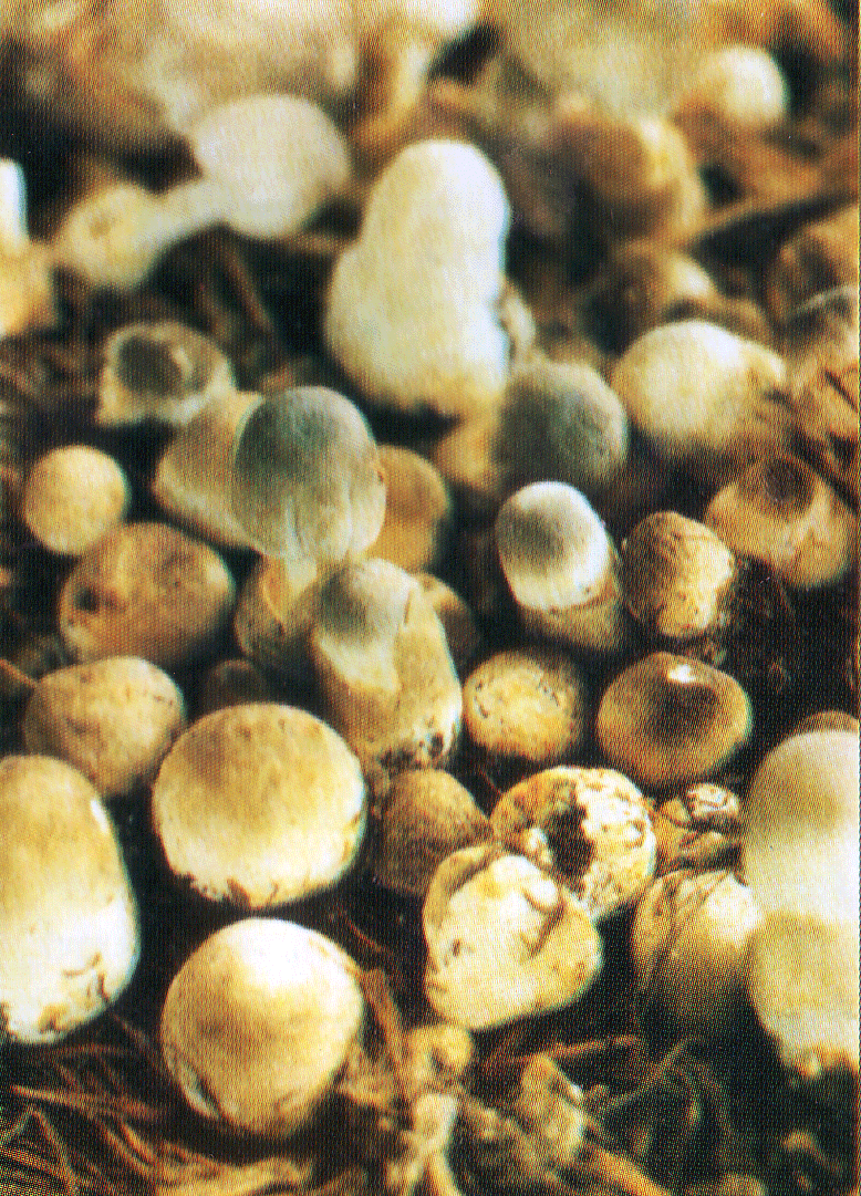 Overcome Disease: Mushroom Merang