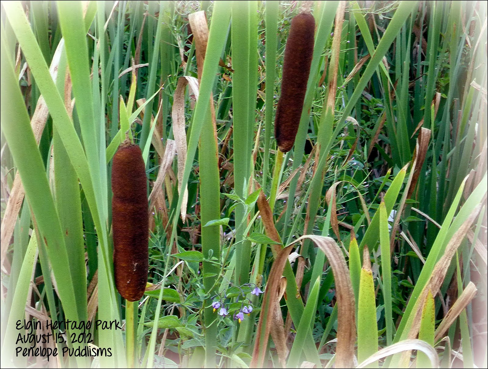 Postcards From Penelope Puddle: Bulrushes Spear Through Marchland Grasses