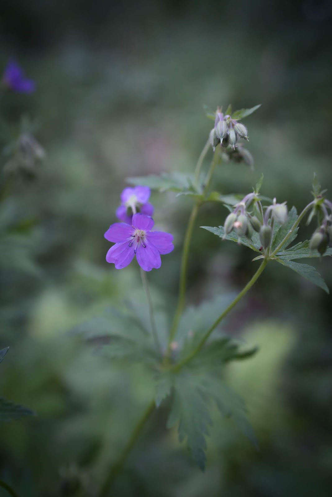 Valkoinen Puutalokoti: Kukkameri