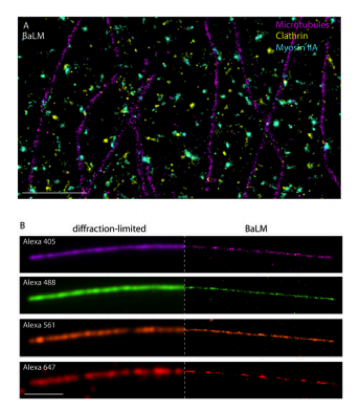 Biophotonics Review: Bleaching/blinking assisted localization microscopy