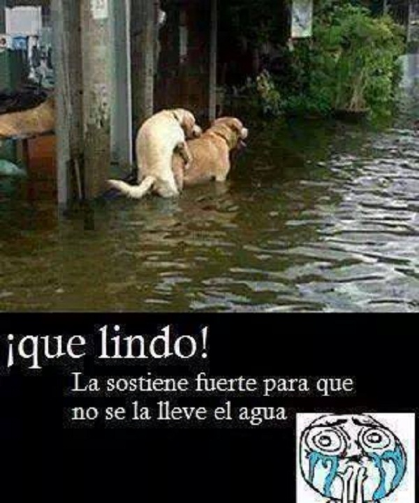 Nuevos Memes: Que lindo perrito