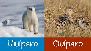 animales que corren o caminan