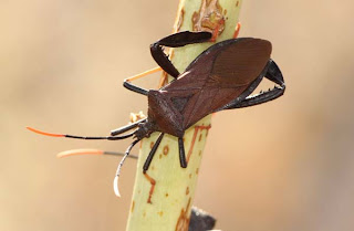 Birdernaturalist: Molino Basin Goodies – Poling's Giant-Skipper