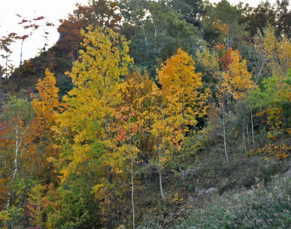 Toronto Grand Prix Tourist - A Toronto Blog: Fall colours at the ...