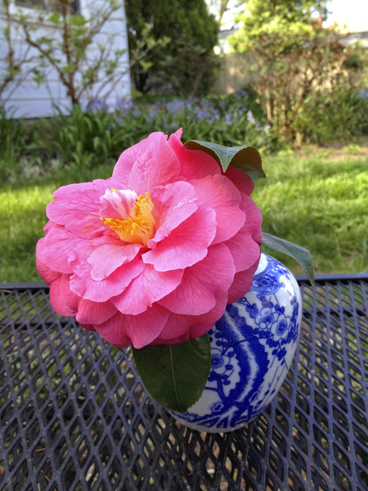 Alexandra Bee Blog: Spring Blooms