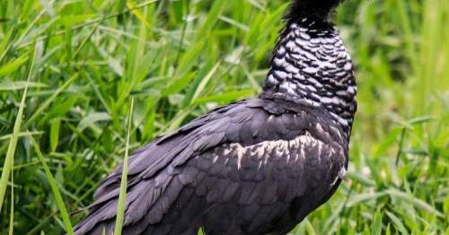Horned screamer | American birds | Birds of India | Bird World