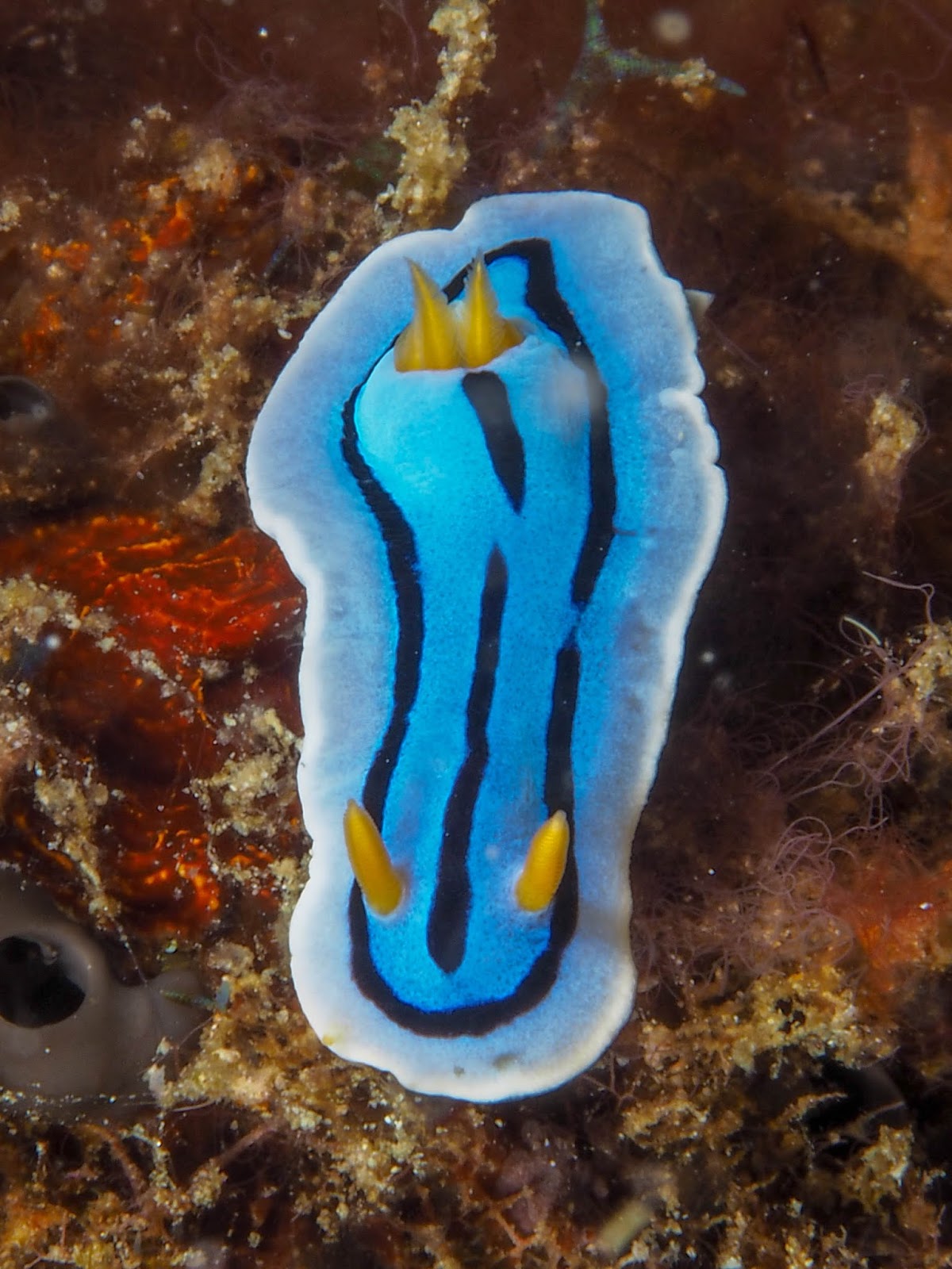 Nudi Gal: Ramblin' to Romblon