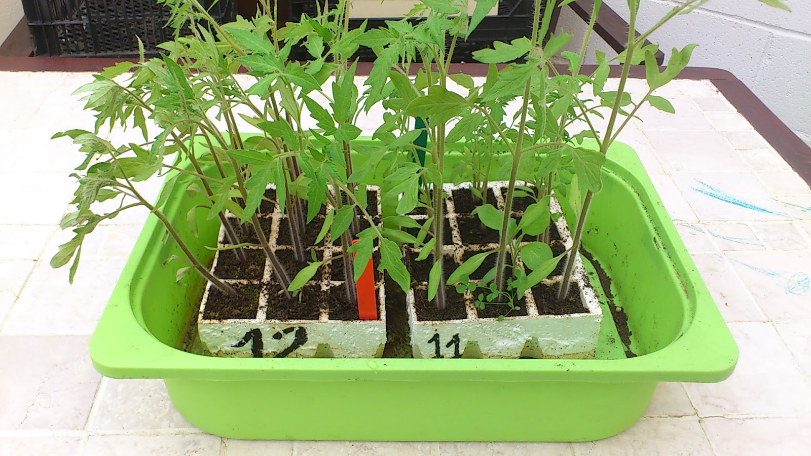 La terraza de Gerión: Semilleros: Promesas de vida