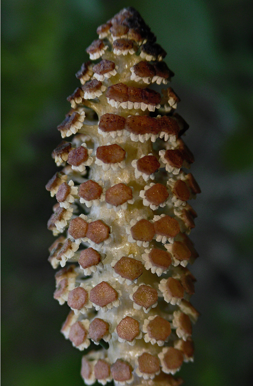 Jozef van der Heijden - Natuurfotografie: Vruchtbare Heermoes spruiten ...