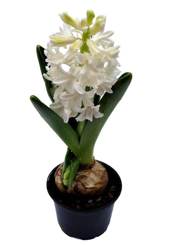 Lingurita cu afine: Semnificatia florilor (S, T, U, V, Z)