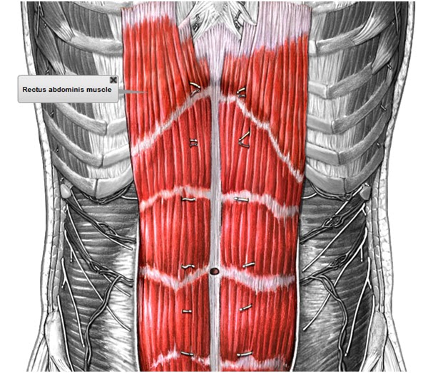 Recto Del Abdomen; Rectus Abdominis