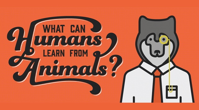 What Can Humans Learn From Animals? #infographic - Visualistan