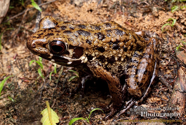 Sarawak Nature Photography: Bukit Sarang