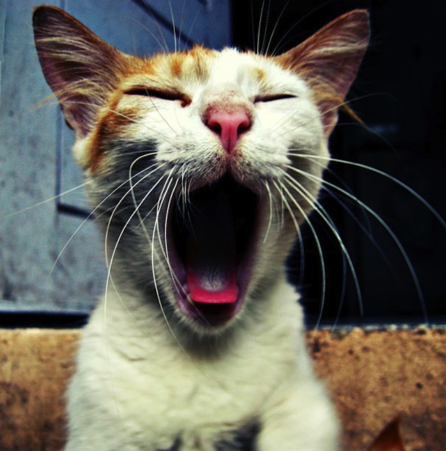 CooLInfoLab: FUNNY YAWNING ANIMALS