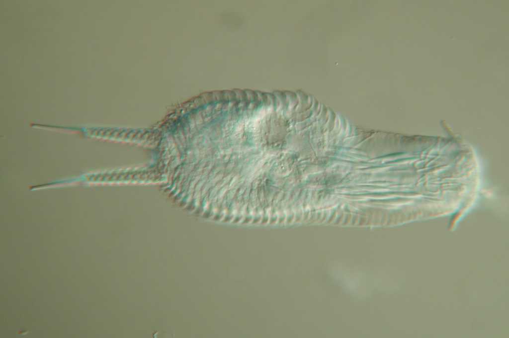 Gastrotricha ~ Dunia Hewan