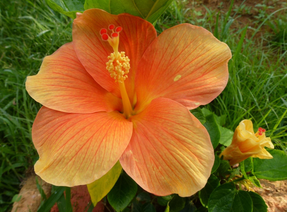 Greenfingers: Seri si Bunga Raya