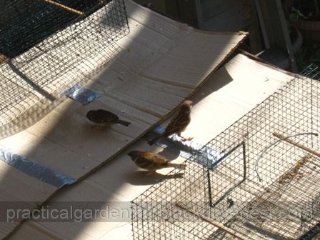 Practical Gardening: Homemade Bird Trap - Pre-Baiting Sparrows
