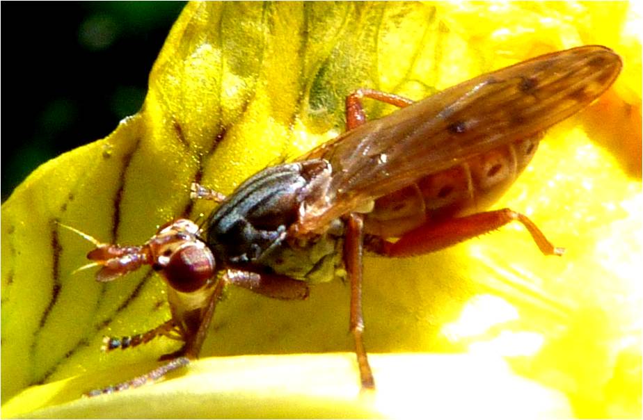 Insects of Scotland: Other Flies/Picture-wing Flies