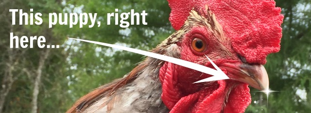 How to train a rooster to be nice (or at least to stop attacking you ...