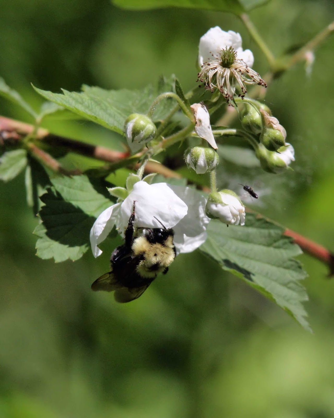 Birds from Behind : 08/01/2013 - 09/01/2013
