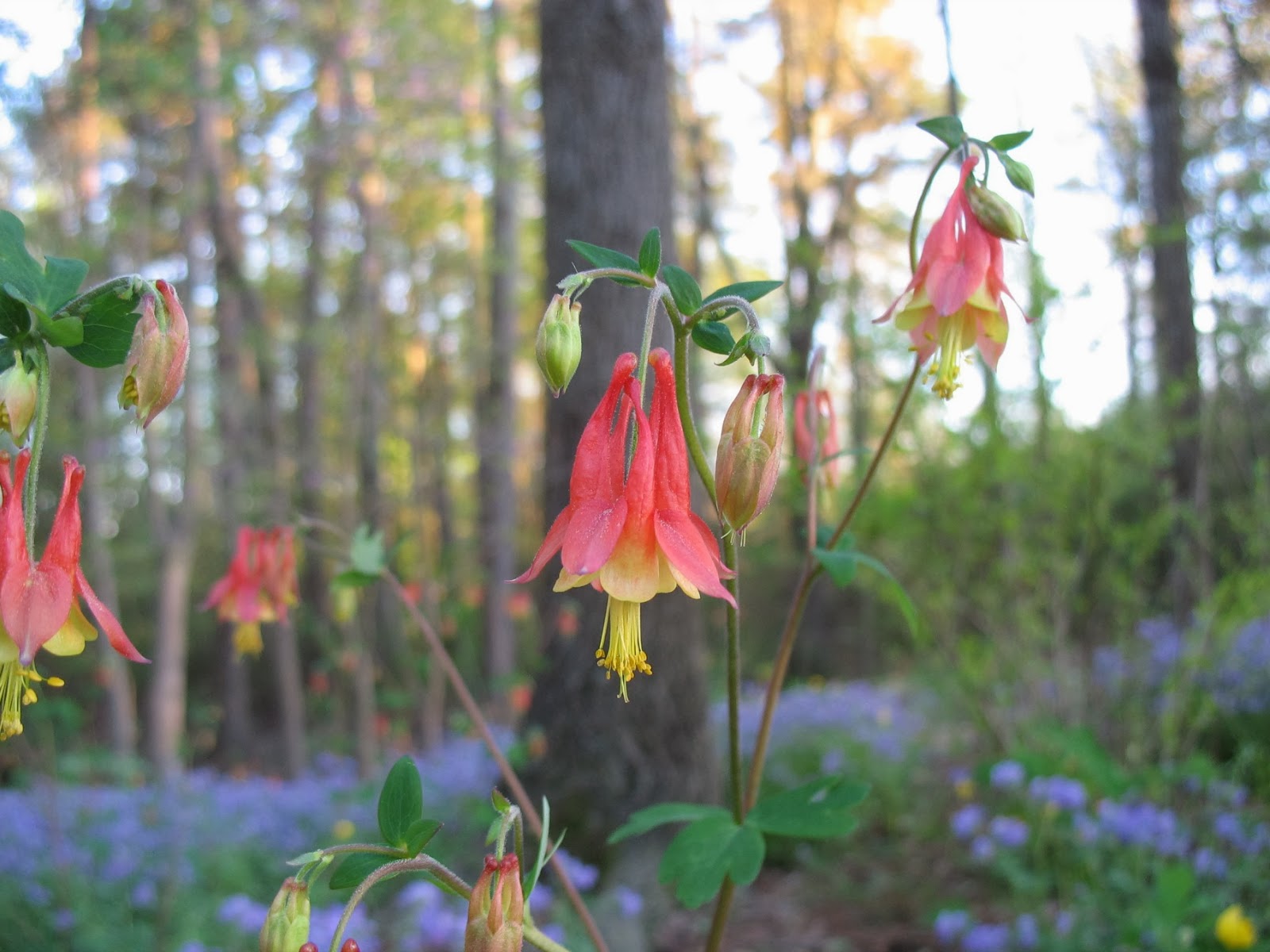 Using Georgia Native Plants: Favorite Native Spring Perennials for the ...