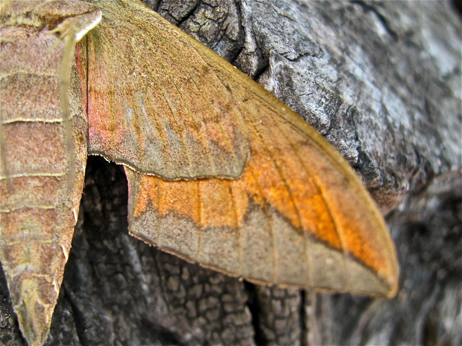 Mother Earth: "LIFE CYCLE" of the SPHINX MOTH