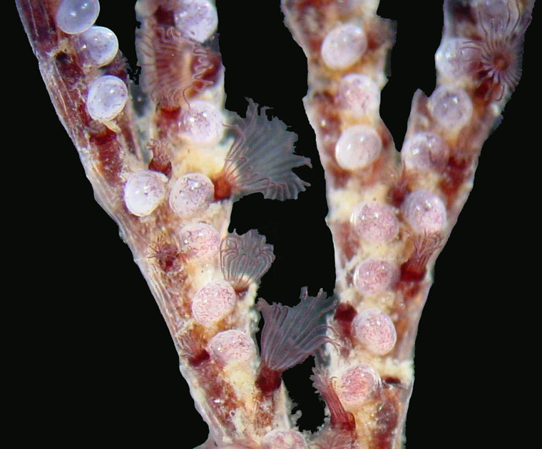 Harbor Watch: MIS Branching Bryozoan