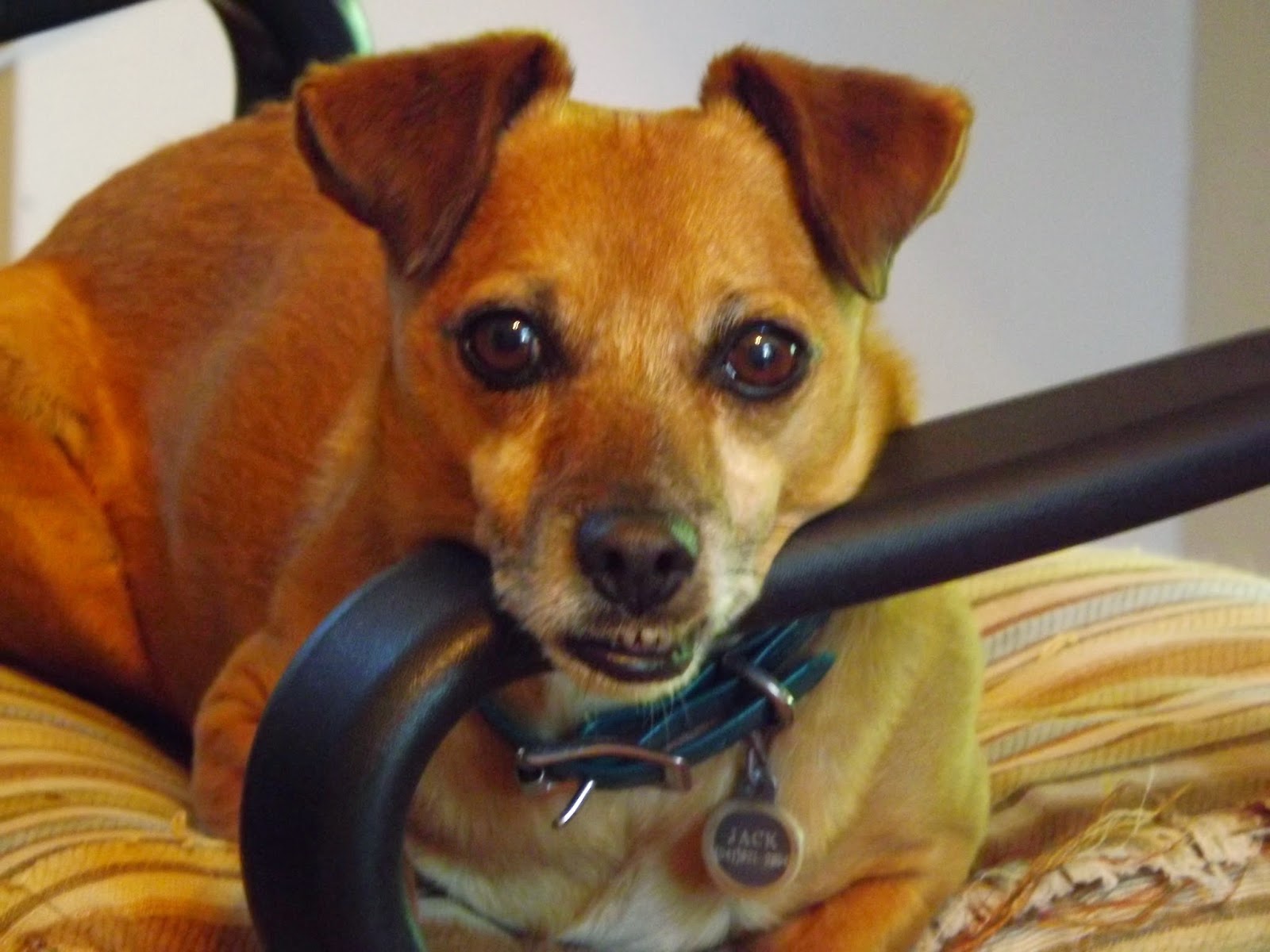 Camp Runamuck: Arrivals!