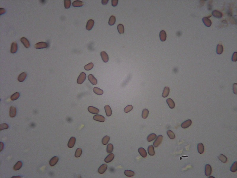 Misidentifying Fungi: Spring zing