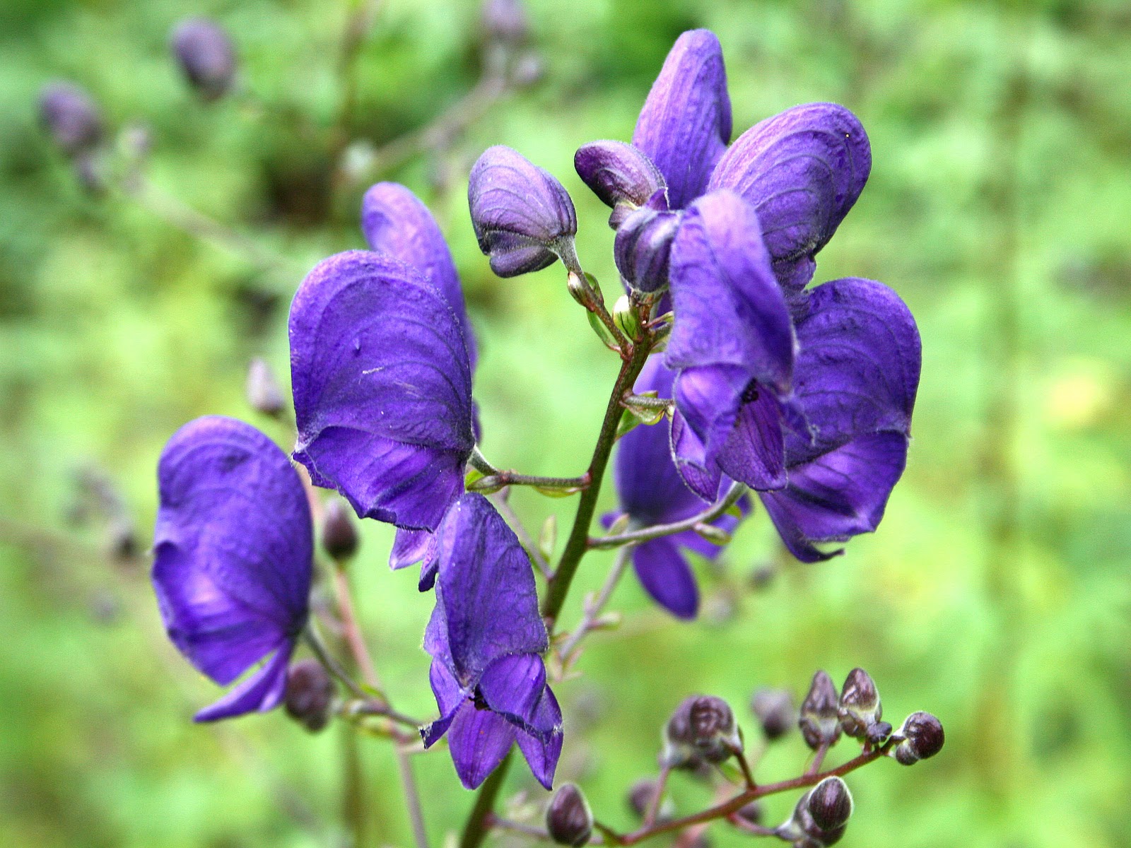 ACÓNITO Aconitum napellus : El Mundo y sus Plantas
