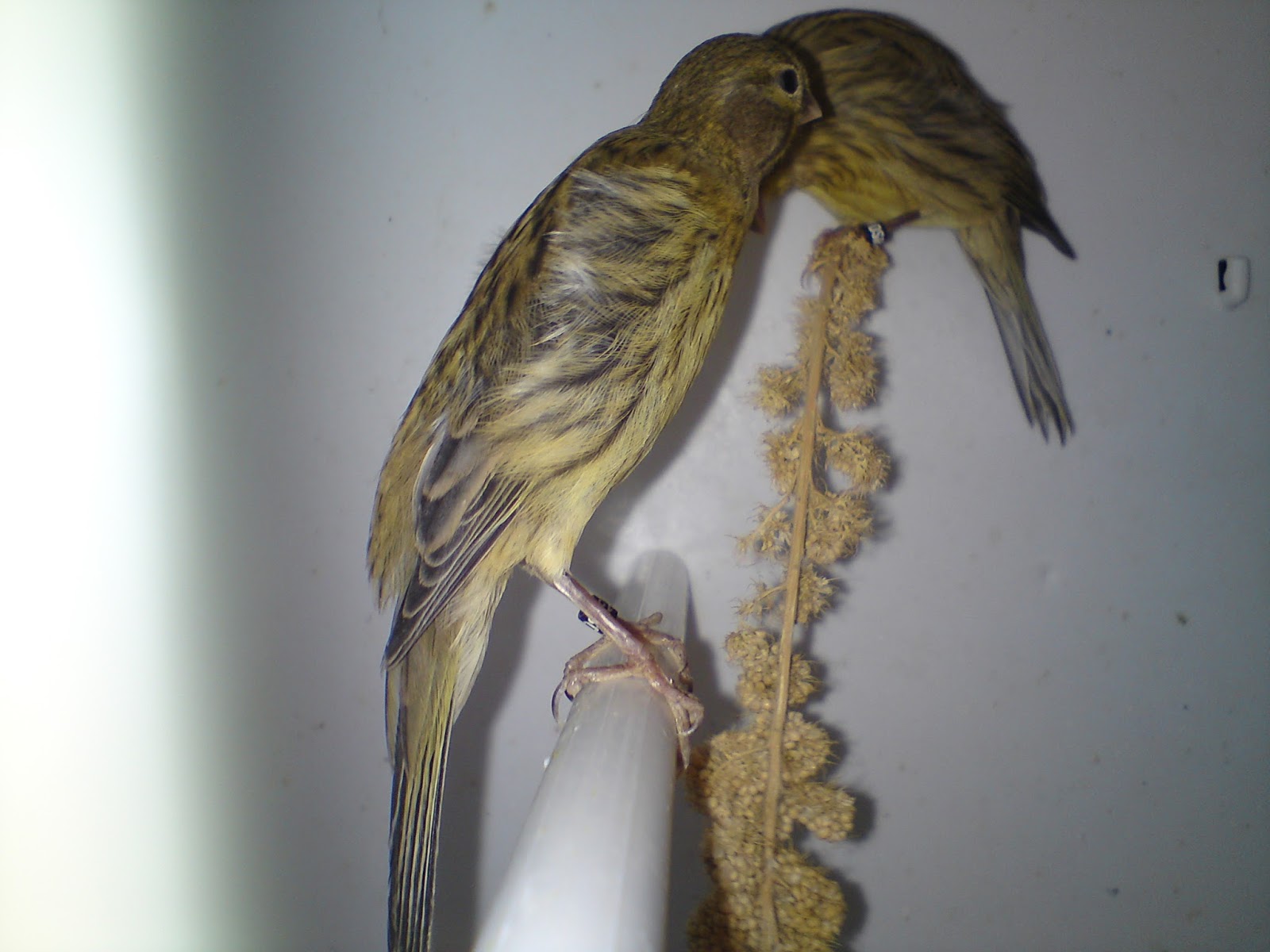 a scotch fancy canary blog: August 2013