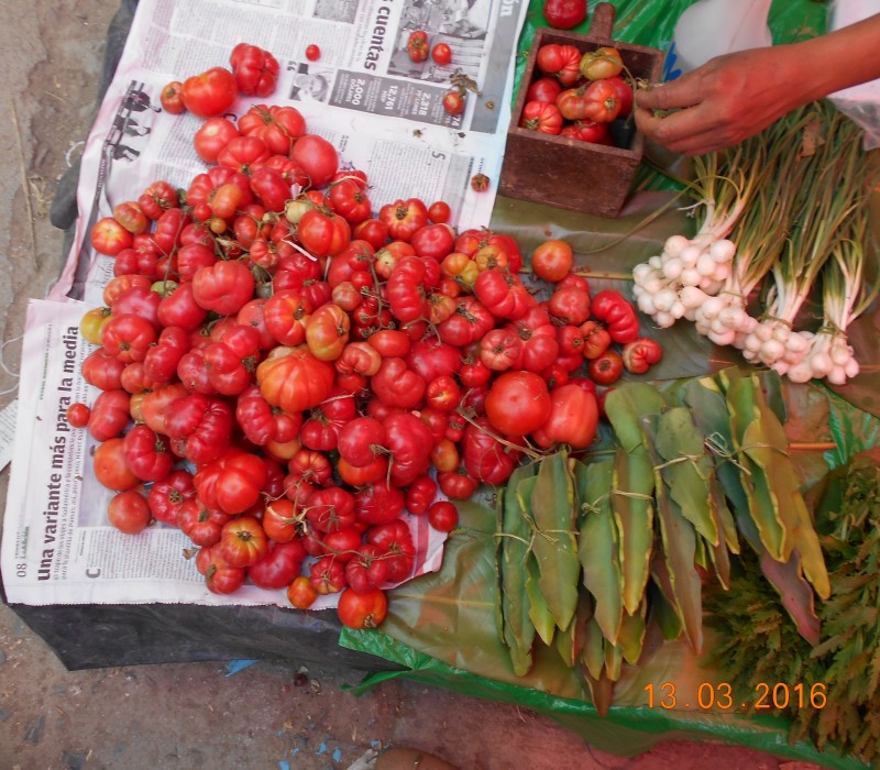El cuexcomate: Los usos de la hoja de "papatla" en la Huasteca Hidalguense