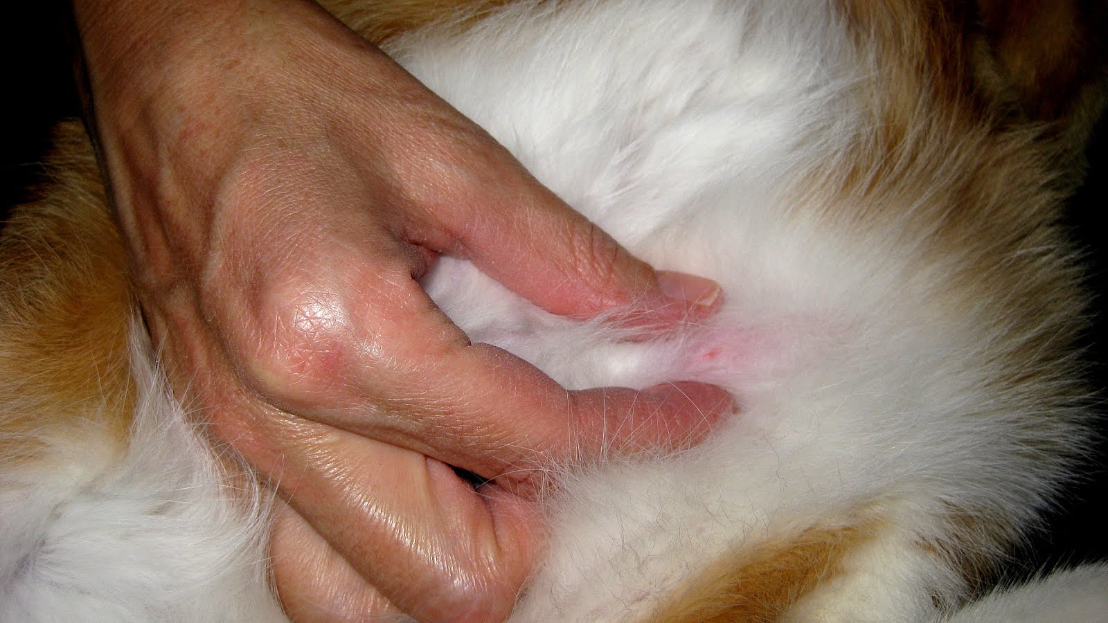 Stomach Cancer In Cats Cat Choices