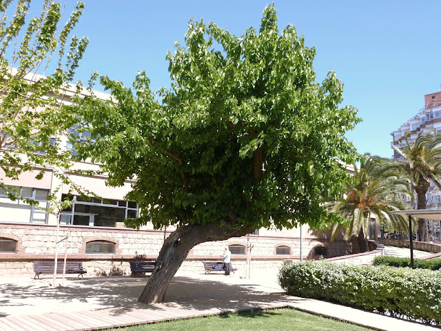 Árboles con alma: Morera. (Morus alba)