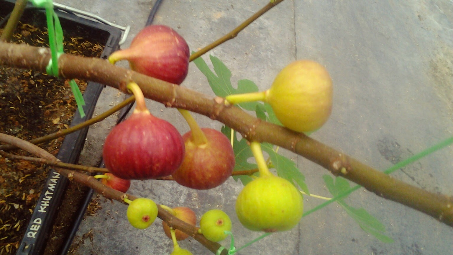 NIA GOLDEN FIGS PROJECT: PROJEK PENANAMAN POKOK FIGS DI PERLIS...ONE ...