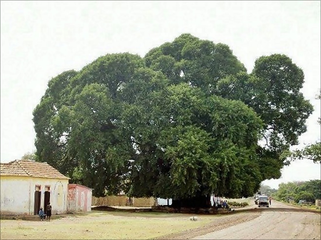 AB4 - CLUBE DO LIVRO E DA CULTURA: MULEMBA - A ÁRVORE REAL ANGOLANA