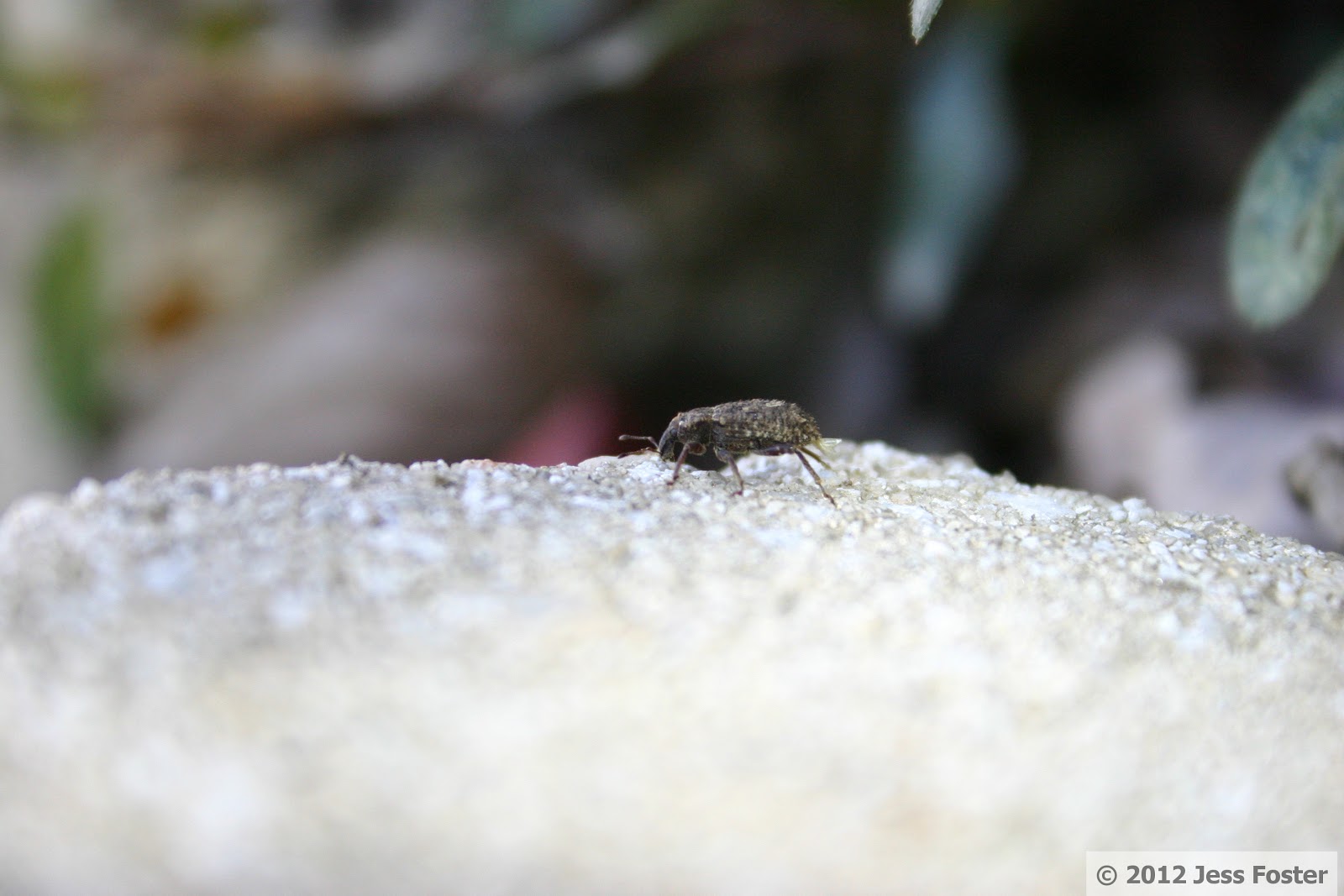 Sluggin' Along: Vegetable Weevil