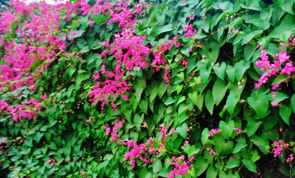 Tumbuhan Air Mata Pengantin