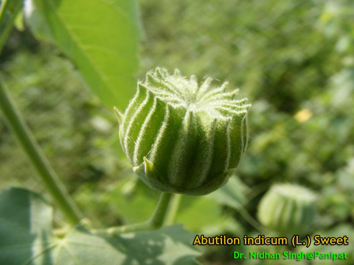 Medicinal Plants: Abutilon indicum, Atibala, Tutturabenda, Kanghi ...