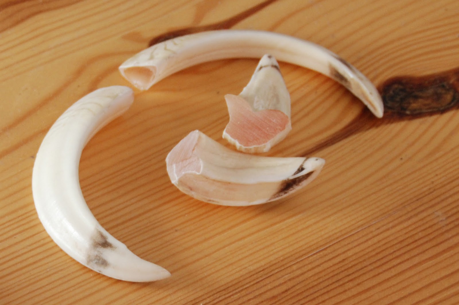 cronicasdemorral: Montaje de colmillos