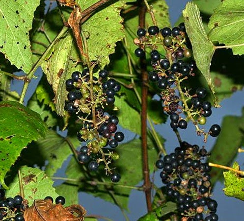 Trees Planet: Vitis vulpina - Frost Grape - Fox Grape