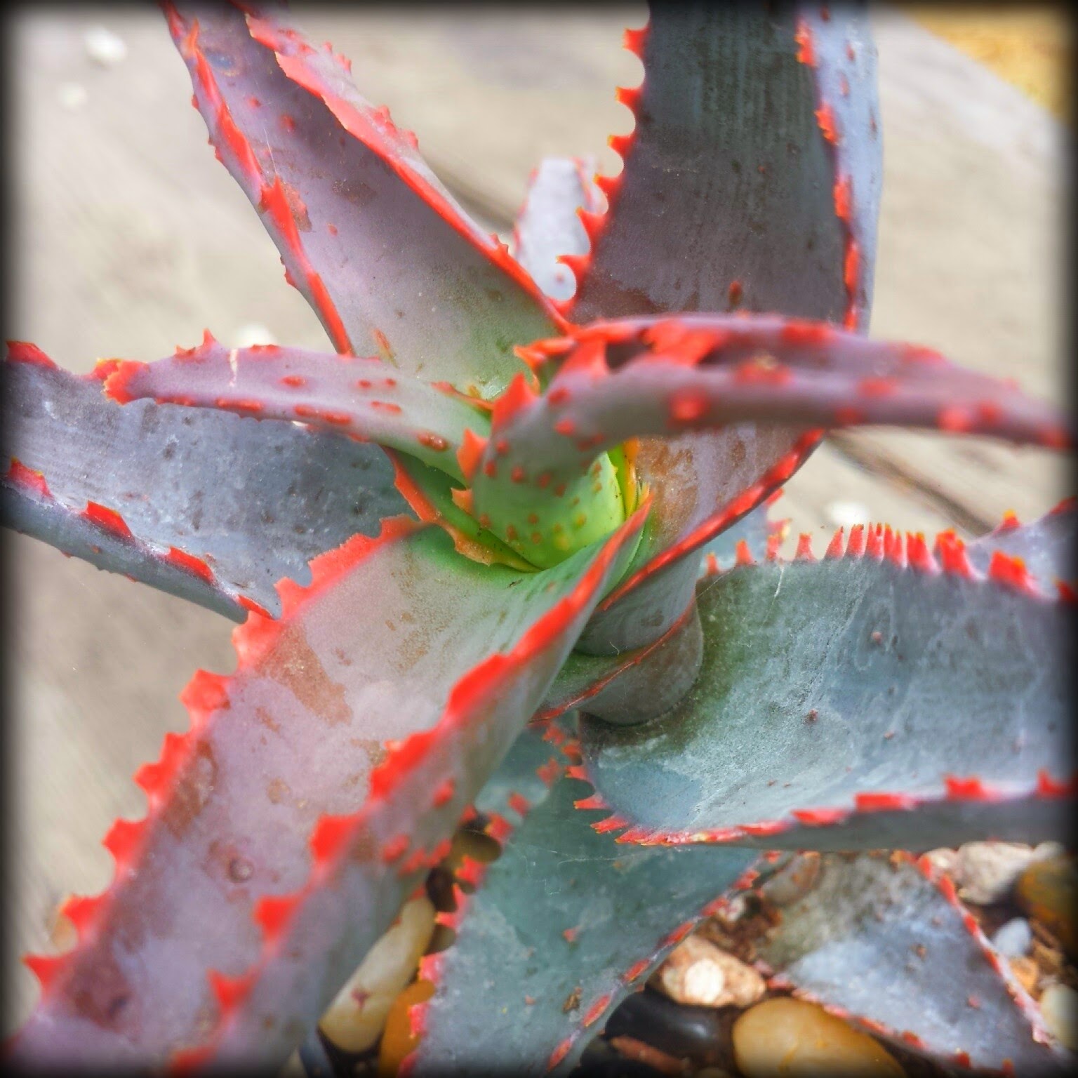 Ambie's Succulent Blog