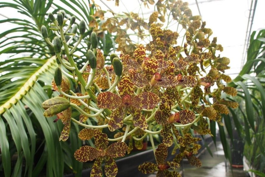 Bunga Anggrek dan Jenis-jenisnya - Koleksi Bunga