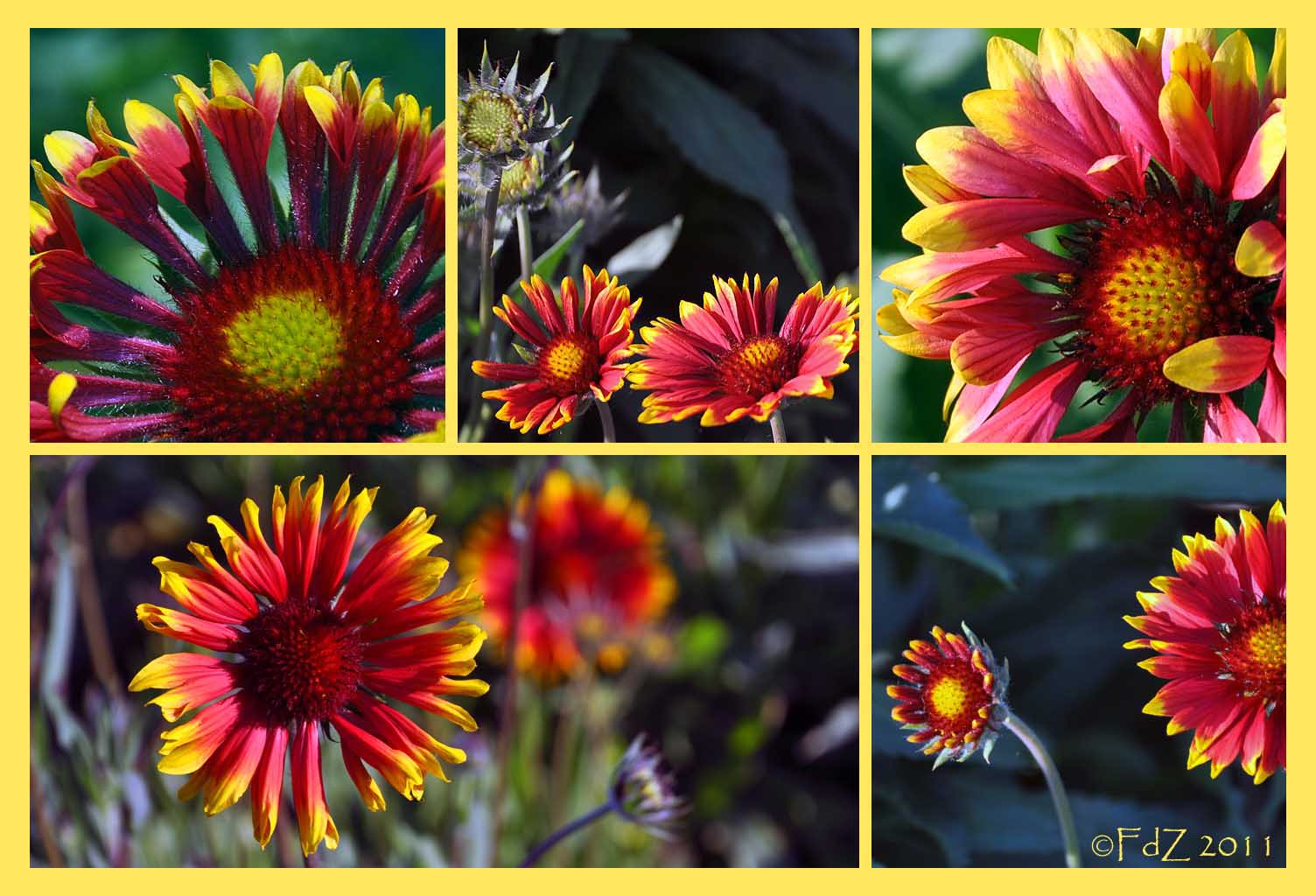 View thru My Global Lens: Painted Daisy