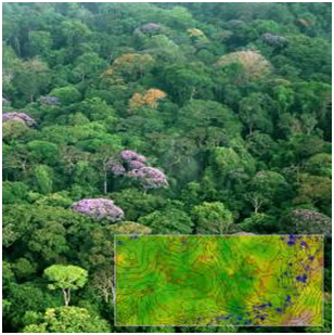 INFLUENCIA DE LOS SUELOS EN LOS BOSQUES TROPICALES ~ Bosque Tropical