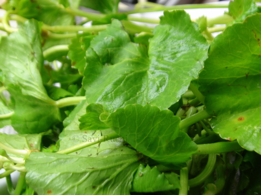 Savi-Ruchi: Ondelaga Chutney | Brahmi Chutney | Timare Bajji : South ...