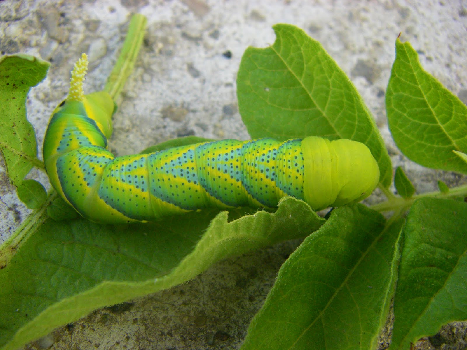 Le Farfalle di Elisa: Il Silenzio degli Innocenti