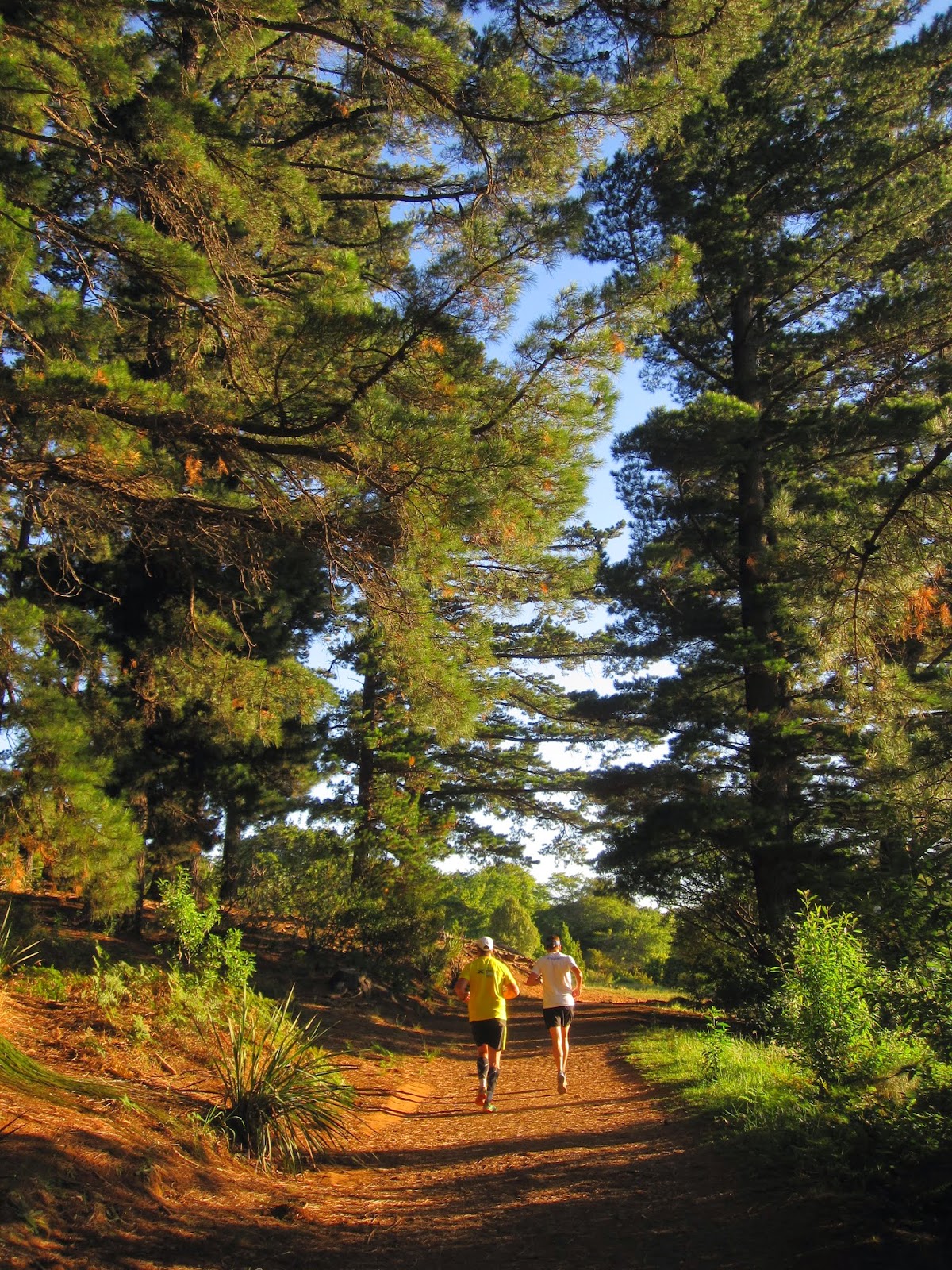 Newlands Forest 8km Trail Run