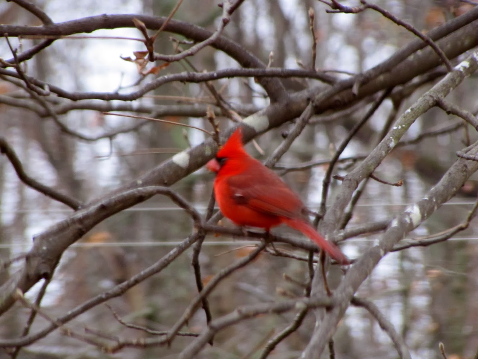 Sunday Scripture: Mourning into Dancing